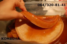 Kombuha, kombucha, japanska Čajna gljiva