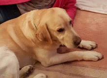 Labrador retriver "laki" trazi novi dom