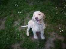 Lagotto romagnolo