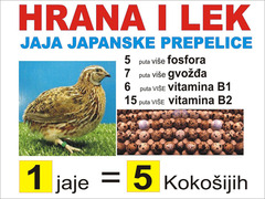 Jaja i pilici japanske prepelice