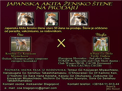 Apanska akita žensko štene na prodaj