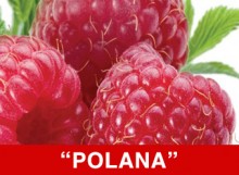 Sadnice malina polana