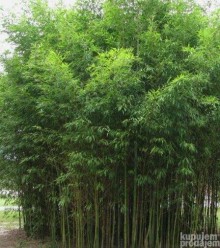 Sadnice bambusa sa busenom