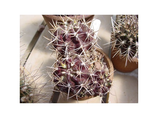 Kaktusi Neoporteria jussieui, 5 semenki