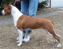 Staford - vrhunski psi raznog uzrasta