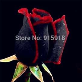 Seme crne ruže sa crvenim ivicama