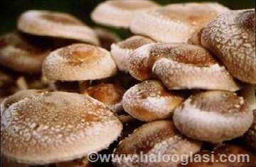 Micelijum gljiva za sadnju na oblicama