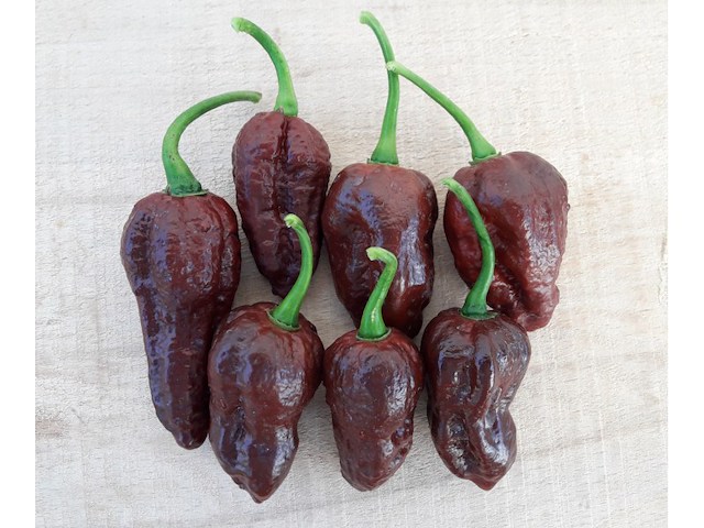 Fatalii Chocolate - Chili pepper 20 semenki