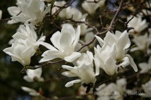 Cvet magnolije – najstariji cvet na planeti zemlji!