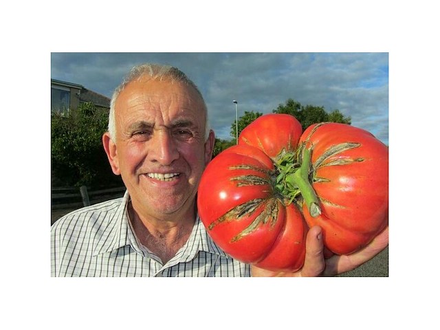Seme paradajza Russe