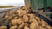 Rad na sortiranju krompira u slovackoj