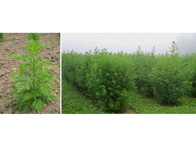 Pelin slatki (Artemisia Annua), 0,1g (oko 1400 semenki)