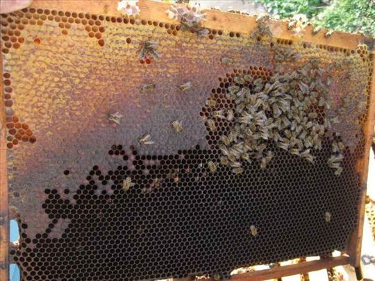 Košnice sa pčelama