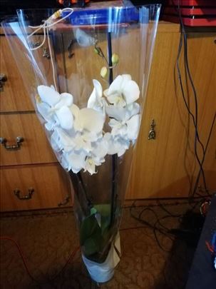 Orhideje, bele, po 2 u saksiji 8. mart