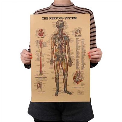 Poster Nervni sistem coveka