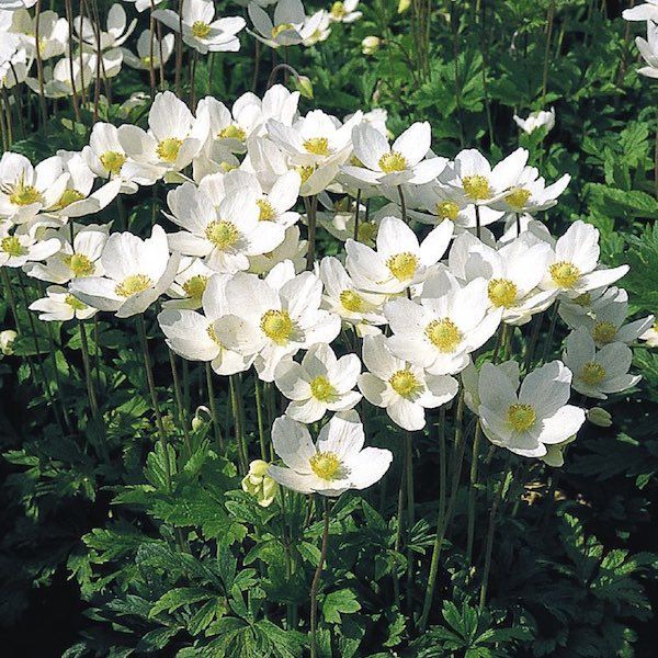 Anemona bela