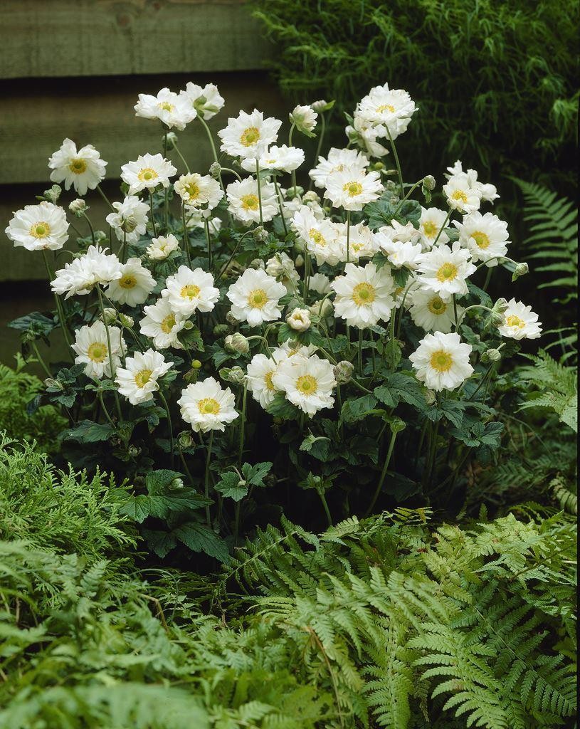 Anemona bela dupli cvet