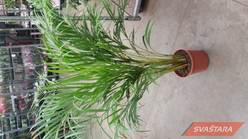 Sobne biljke-Areka palma