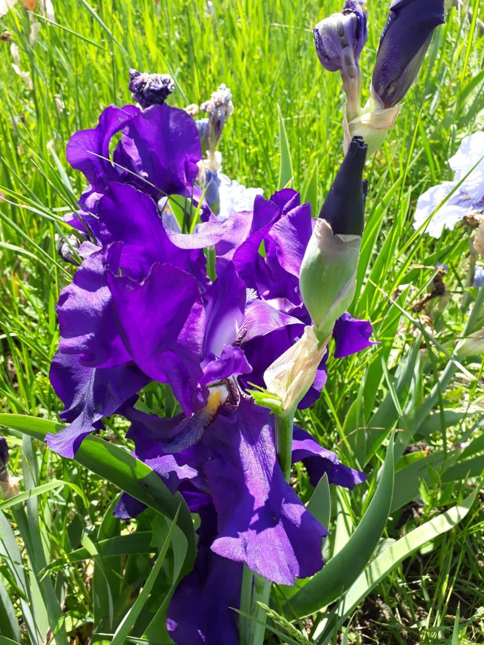 Iris tamno plavi