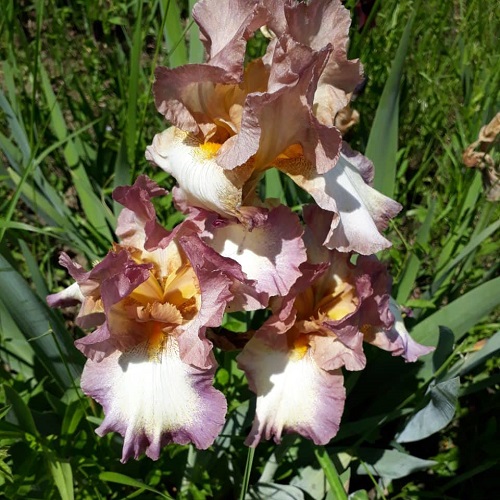 Iris bela brada (sljk, ljk)