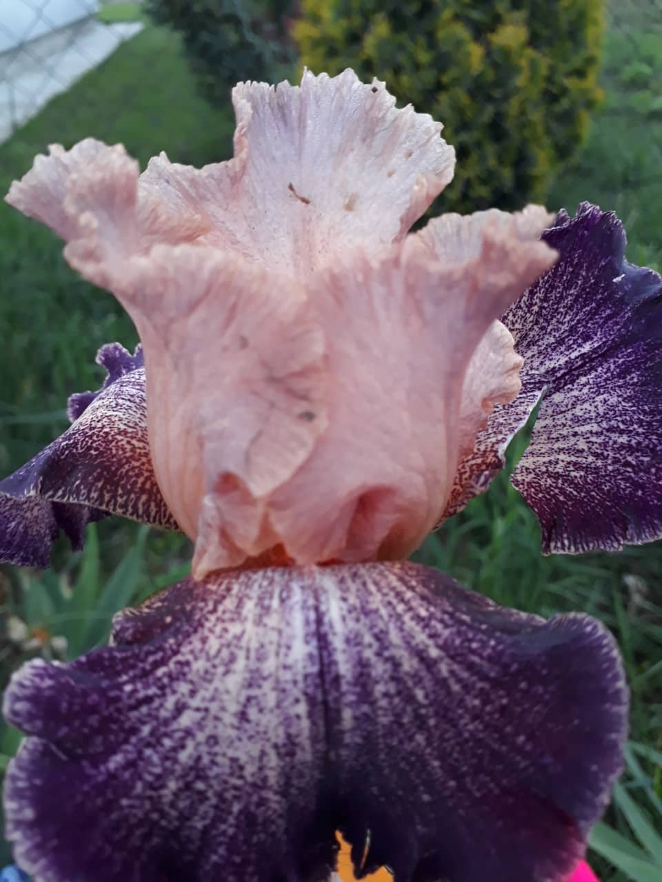Iris rozo ljubičasti(drlj)