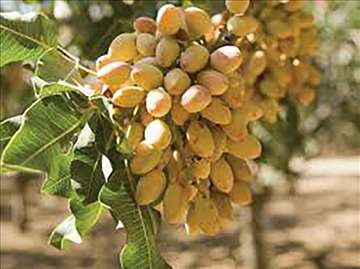 Kontejnerske sadnice pistacia vera jestivi