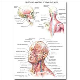 Poster za ordinaciju anatomija glave i vrata