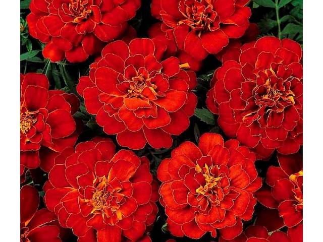 Kadifica crvena `Double Brocade Red`, 50 semenki