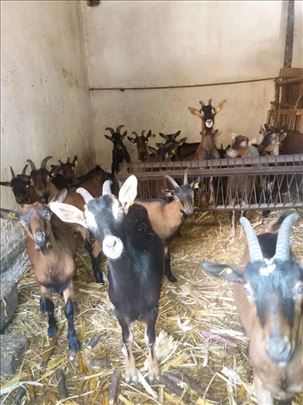 Hitno prodaja stado umatičenih koza