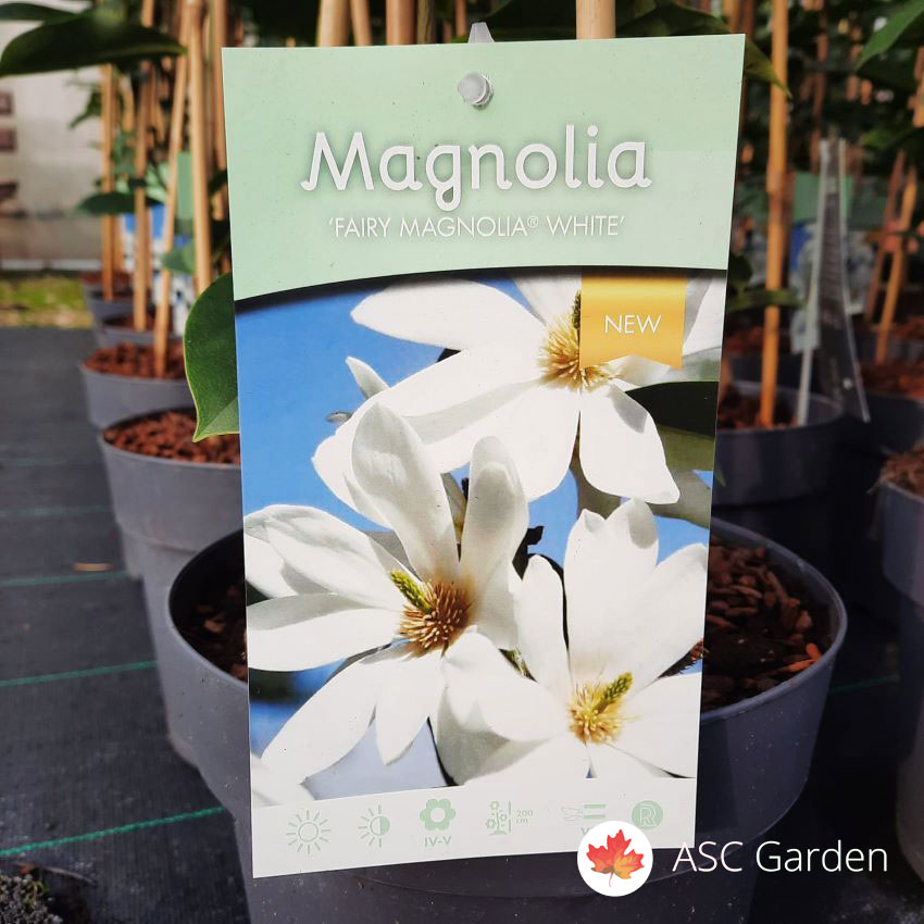 Magnolia Fairy White 70-80 cm