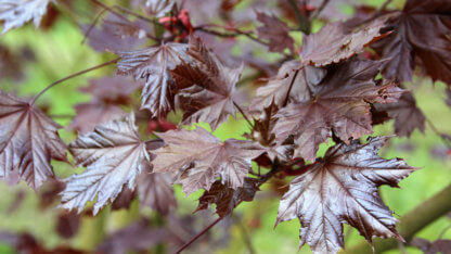 Crvenolisni javor (Acer platanoides ,, Crimson King”)