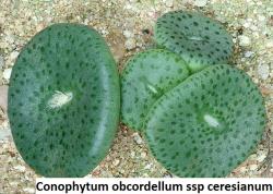 Conophytum obcordellum ssp ceresianum - 10 semenki