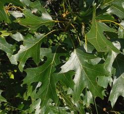 Quercus velutina (Crni Hrast Američki)