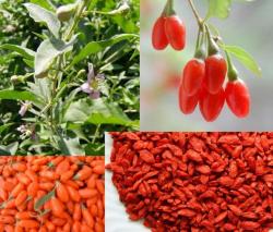 Goji Berries (seme) - Lycium barbarum ( Goji bobice )