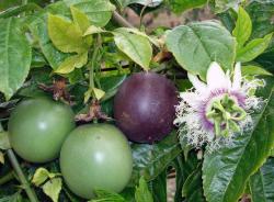 Passiflora edulis (seme) Marakuja Passion fruit