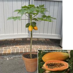 Carica papaya - Papaja (seme)