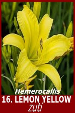 16. Hemerocallis Lemon Yellow