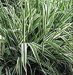 tokavica -niska zimzelena trava