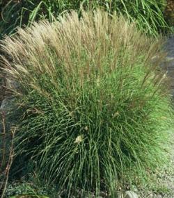 Miscanthus sinensis-Kineska uskolisna ukrasna trava