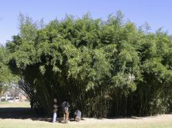 Bambus phyllostachys bisetti