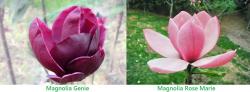Magnolia Rose Marie x Genie
