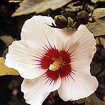 sirijska ruža/hibiskus beli cvet