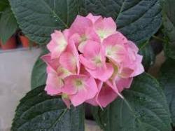 hortenzija roze