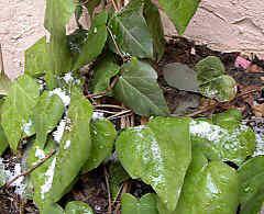 Hedera colchica-zeleni krupnolisni kavkaski brsljan