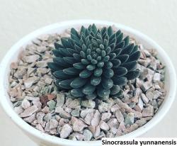 Sinocrassula yunnanensis - 20 semenki