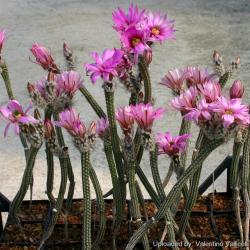 Echinocereus poselgeri - 10 semenki