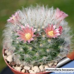 Mammillaria bocasana - 10 semenki