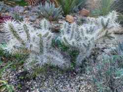 Cylindropuntia Whipllei "Snow Leopard"
