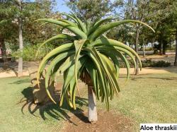 Aloe thraski - 5 semenki
