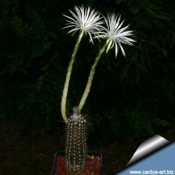 Setiechinopsis mirabilis (Echinopsis mirabilis) - 10 semenki